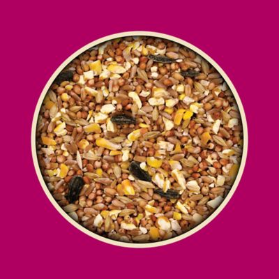 DuMOR 5-Grain Scratch Chicken Feed Supplement, 10 lb. at Tractor Supply Co.