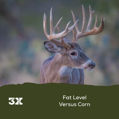 Record Rack Golden Deer Nuggets, 40 lb. Bag at Tractor Supply Co.