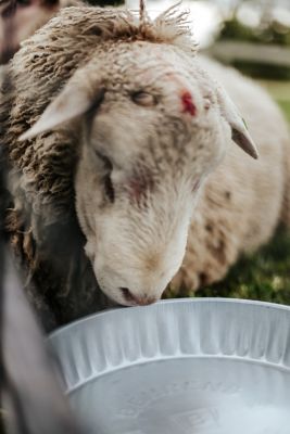 1 gal. Galvanized Steel Feed/Utility Pan at Tractor Supply Co.