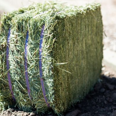 Standlee Premium Western Forage Premium Timothy Grab and Go Compressed ...