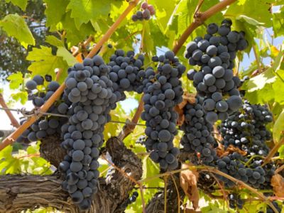 Pirtle Nursery 1.5 gal. Potted Concord Grape Vine in #2 Pot at Tractor ...