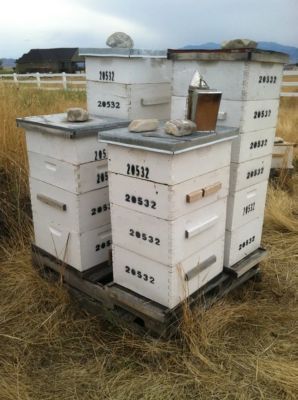 Harvest Lane Honey Wooden Beehive Super Complete Bee Box with 10 Frames ...