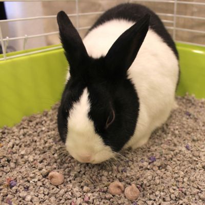 Vitakraft Drops Rabbit Treats, Wild Berry, Yogurt Treats for Rabbits, 5 ...