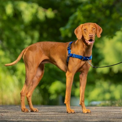 PetSafe Easy Walk No-Pull Dog Harness