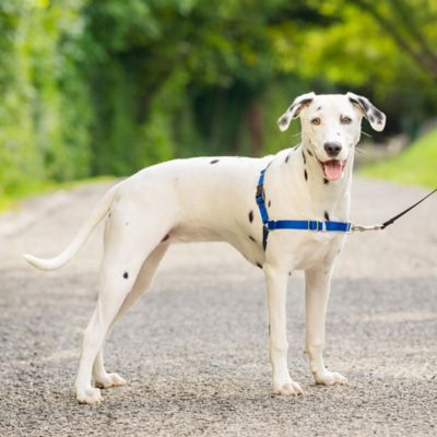 PetSafe Easy Walk No-Pull Dog Harness
