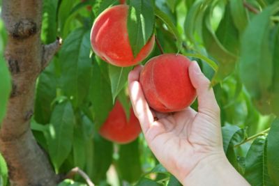 Pirtle Nursery 3.74 gal. Potted Red Skin Peach Tree #5 at Tractor ...