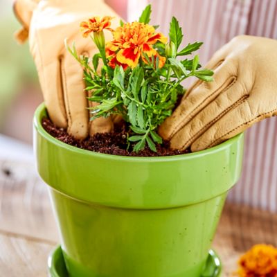 Burpee 1.5 cu. ft. Natural and Organic Premium Potting Mix at Tractor ...