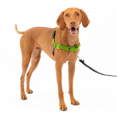 PetSafe Easy Walk No-Pull Dog Harness at Tractor Supply Co