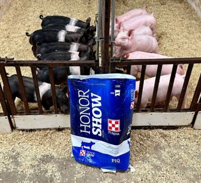 Purina 219 Honor Show Swine First Wean Pelleted Pig Feed, 50 lb. Bag at ...