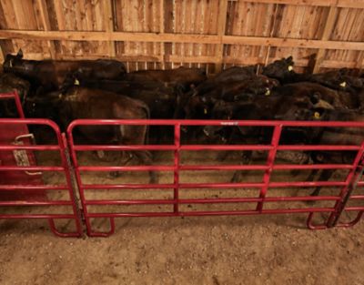 Tarter 10 ft. 6-Bar Extra Heavy-Duty Red Corral Panel, 2 in. Tube at ...