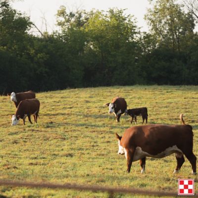 Purina Rangeland 30-13 Beef Cattle Protein Supplement, 225 lb. Tub at ...