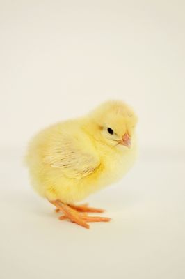 Hoover's Hatchery Live Amberlink Chickens, 10 ct. Baby Chicks at ...