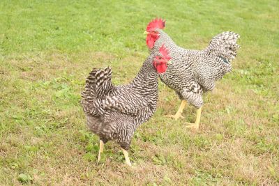 Vintage Steel City Hand Painted Rural Mailbox Mail box Chickens Chicks ...