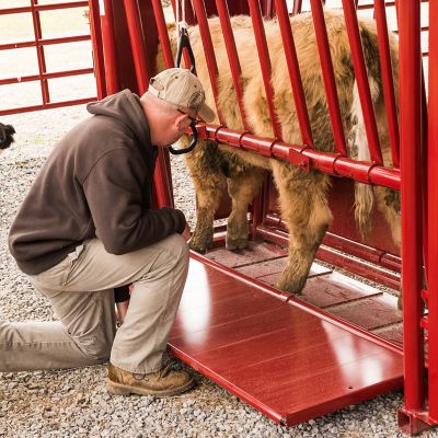 Tarter CattleMaster Series 3 Standard Squeeze Chute with Automatic ...