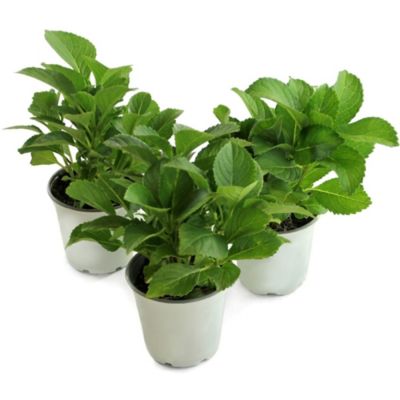 National Plant Network 4 in. Potted Violet Crown Hydrangea Plants, 2 pc ...