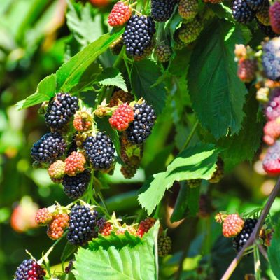 National Plant Network 2.5 qt. Quichita Blackberry Plant at Tractor ...