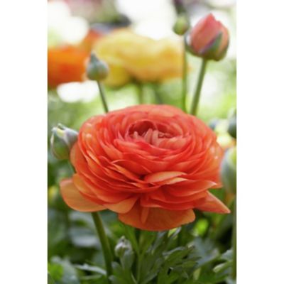 Van Zyverden Double Tangerine Butter Cups Ranunculus, Set of 25 Bulbs ...