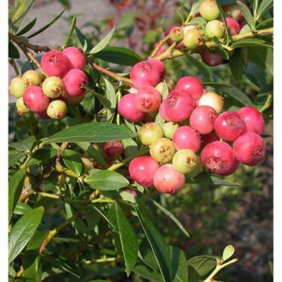 Van Zyverden 5 in. Potted Citrus Meyer Lemon Tree at Tractor Supply Co
