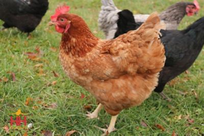 Hoover's Hatchery Live Calico Princess Chickens, 10 ct. Baby Chicks at ...