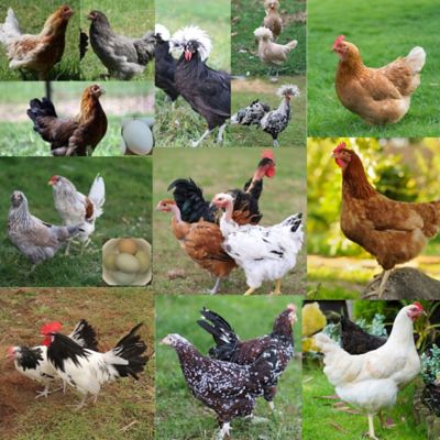 Hoover's Hatchery Live Rare Standard Package Chickens, 10 ct. Baby ...