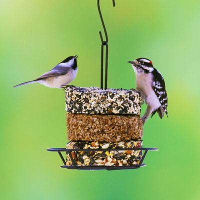 Royal Wing 4 Stacker Bird Feeder at Tractor Supply Co.