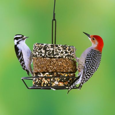Royal Wing Fruit and Nut Wild Bird Food Stacker, 8.5 oz. at Tractor ...