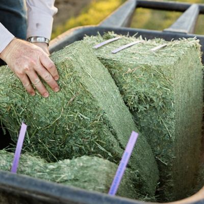 Standlee Premium Western Forage Orchard Grass Grab and Go Compressed ...