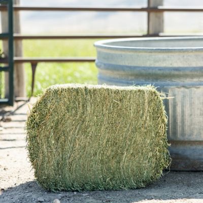 Standlee Premium Western Forage Orchard Grass Grab and Go Compressed ...