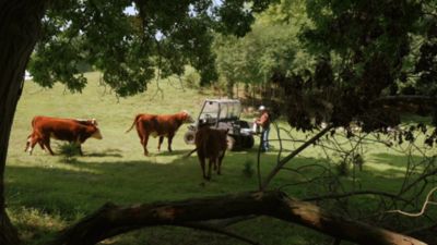 Purina Ranch Hand 20 Cattle Cubes Protein Supplement, 50 lb. Bag at ...