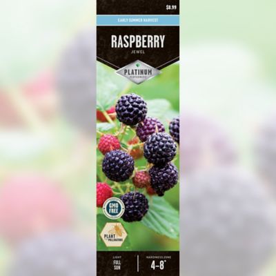 DeGroot Raspberry Jewel at Tractor Supply Co