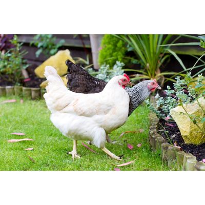Hoover's Hatchery Live Rare Standard Package Chickens, 10 ct. Baby ...