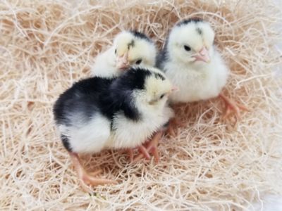 Hoover's Hatchery Live Ancona Chickens, 10 ct. Baby Chicks - 1359741 at ...