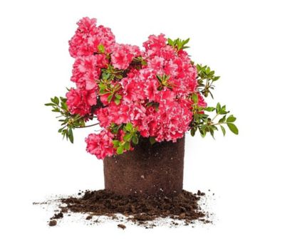 Perfect Plants Red Ruffle Azalea Shrub in 3 gal. Grower's Pot at ...