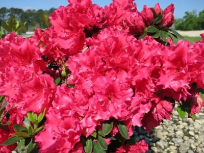 Perfect Plants Red Ruffle Azalea Shrub in 3 gal. Grower's Pot at ...