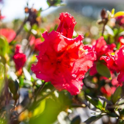 Perfect Plants Red Ruffle Azalea Shrub in 3 gal. Grower's Pot at ...