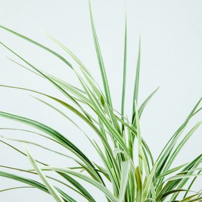 Perfect Plants Aztec Grass Shrub in 1 Gal. Grower's Pot at Tractor ...