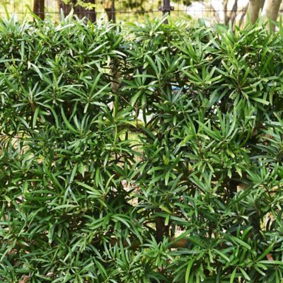 Perfect Plants 3 gal. Potted Podocarpus Pringles Dwarf Bush at Tractor ...