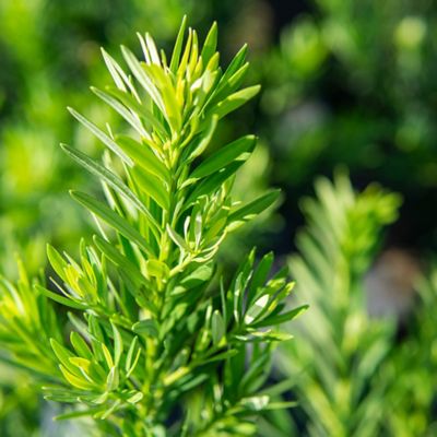 Perfect Plants 3 gal. Potted Podocarpus Pringles Dwarf Bush at Tractor ...