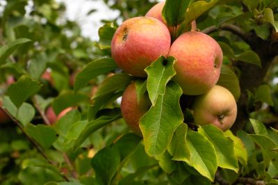 Perfect Plants 5 gal. Potted Dorsett Golden Apple Tree at Tractor ...