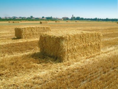 Brazilian Gold 7,200 ft. Square Baler Twine at Tractor Supply Co.