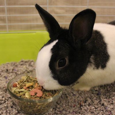 Sunseed Vita Prima Complete Nutrition Pelleted Adult Rabbit Food, 8 lb ...