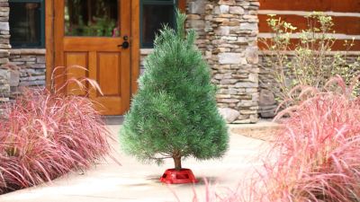 Christmas Trees at Tractor Supply Co.