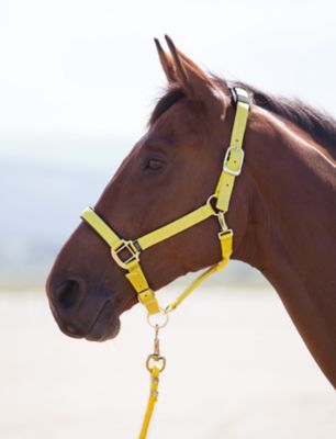 Shires Topaz Nylon Breakaway Horse Halter, Cob,Yellow at Tractor Supply Co