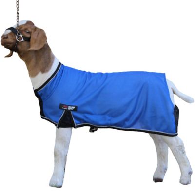 Sullivan Supply Cool Tech Spandex Goat Blankets, M,Blue at Tractor ...