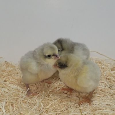 Hoover's Hatchery Live Sapphire Splash Chickens, 10 ct. Baby Chicks at ...