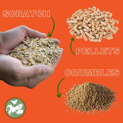 Nature's Best Organic All Flock Crumble Chicken Feed, 40 lb. Bag at ...
