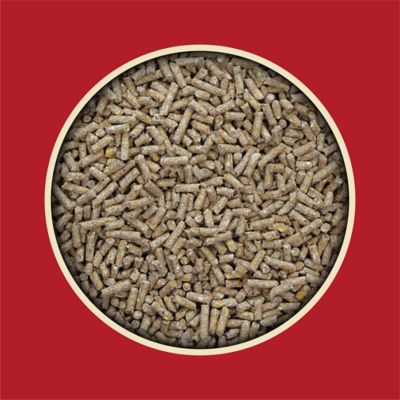 DuMOR 17% All Flock Pelleted Poultry Feed, 50 lb. Bag at Tractor Supply Co.