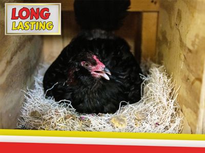 My Favorite Chicken Nesting Pads, 10-Pack