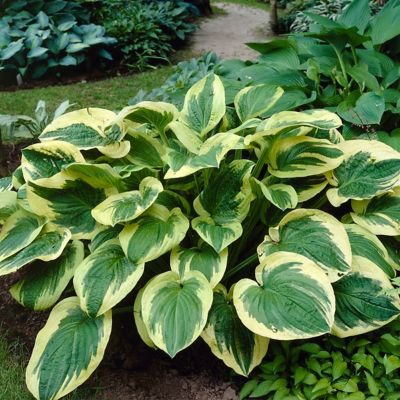 Van Zyverden Firn Line Hosta Plant Mix, 3 Roots at Tractor Supply Co