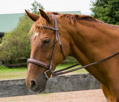 Henri de Rivel Pro Mono Leather Crown Bridle with Padded Wide Noseband ...